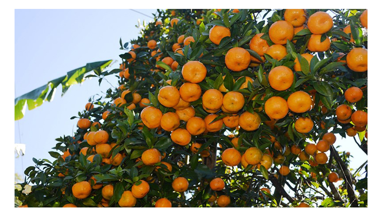 स्याङ्जामा भण्डारण गरिएको सुन्तला कुहिएपछि.....