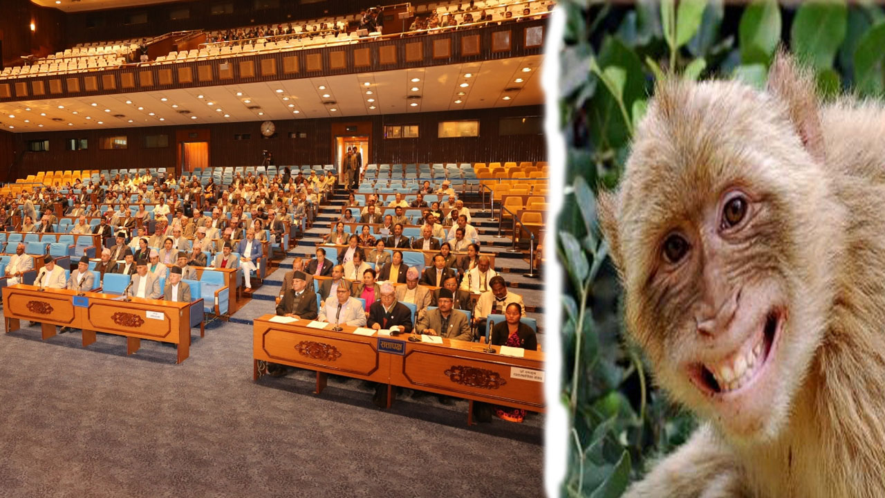 संसदमा उठ्यो बाँदर आतंक नियन्त्रणको माग