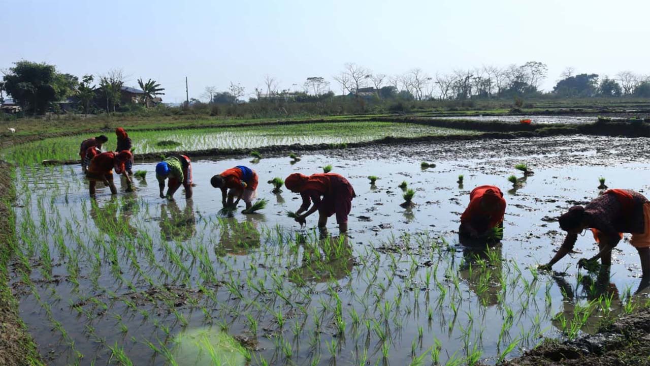 कृषकलाई चैते धान लगाउन चटारो